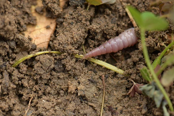 Worm casting Stock Photos, Royalty Free Worm casting Images | Depositphotos