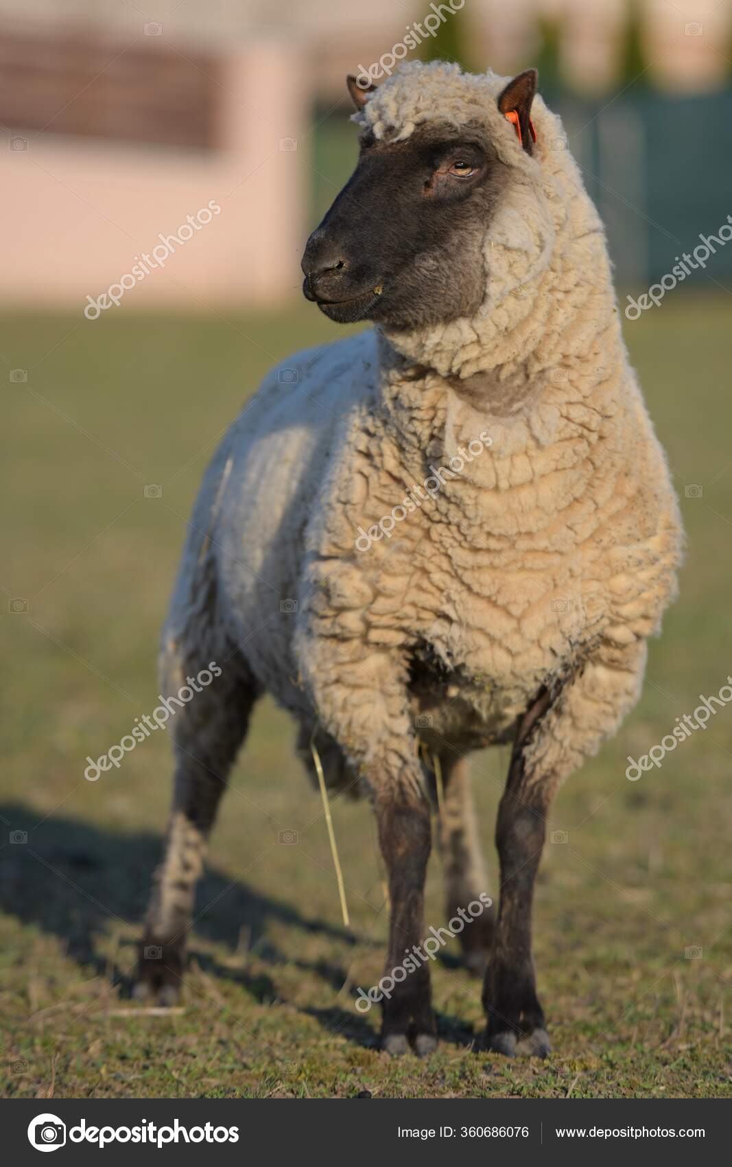 Clun Forest Sheep Breed — Stock Photo © muro #360686076