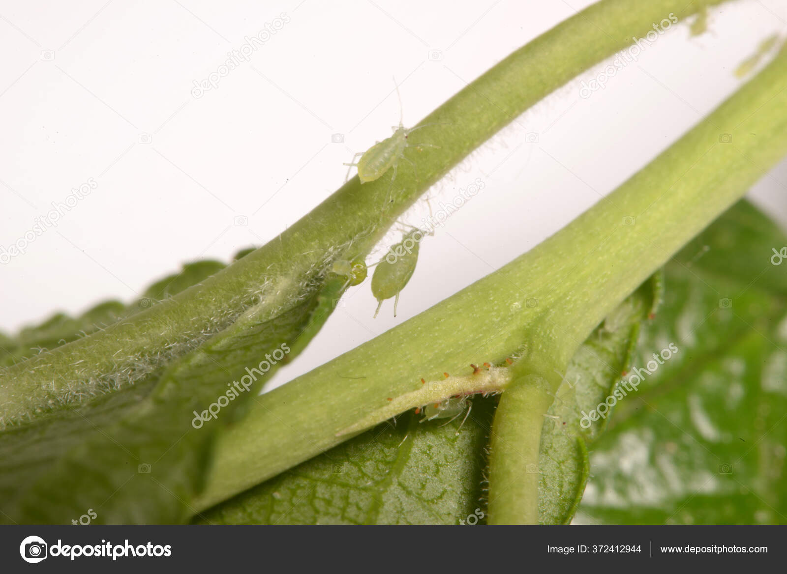 White Aphid