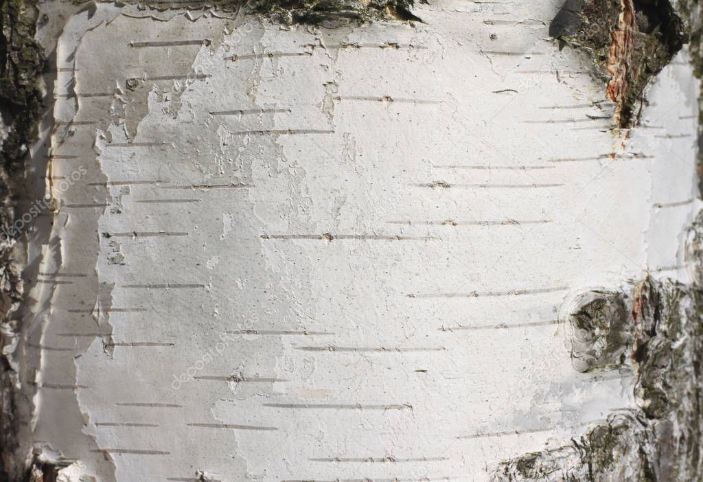 Birch Tree Bark Wallpaper