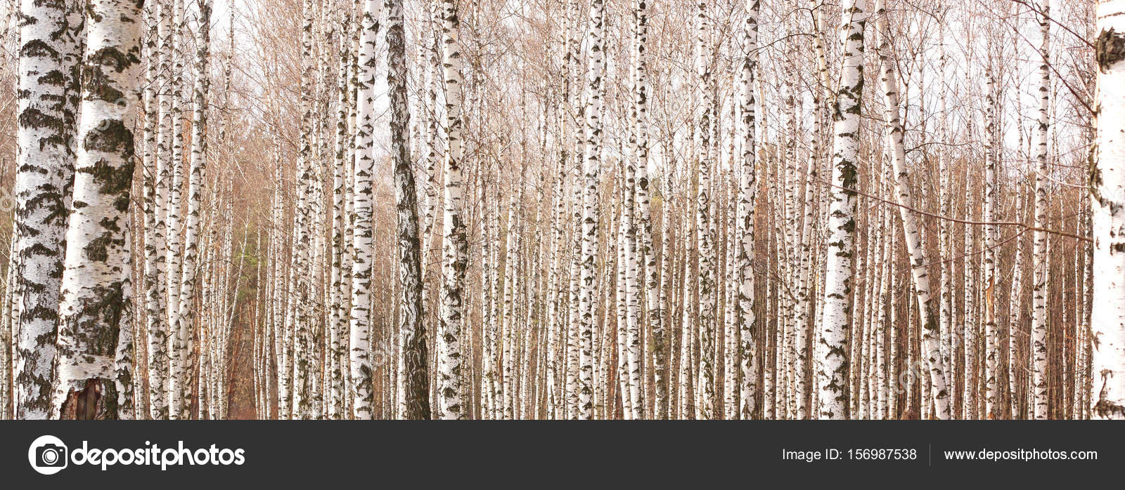 White birch trees in a birch grove — Stock Photo © JuliaSV #156987538