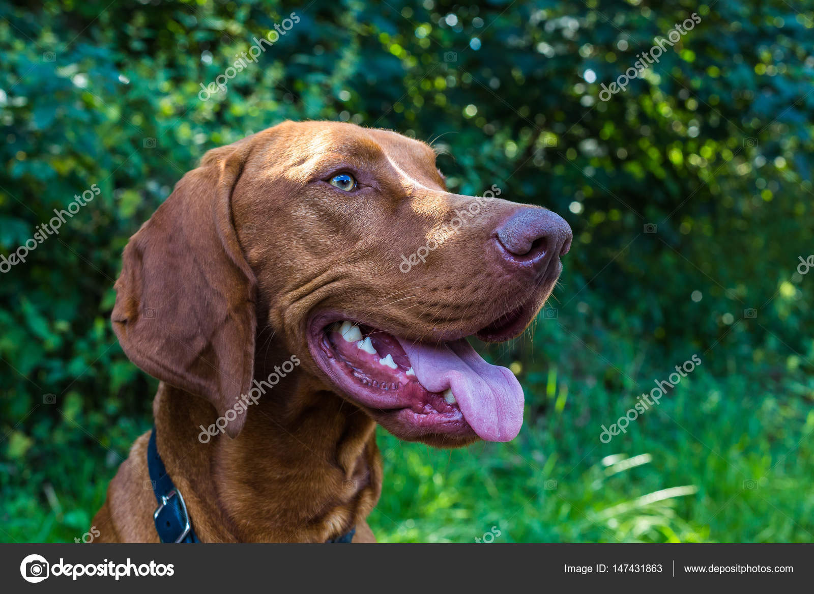 Brown vizsla dog portrait — Stock Photo © ms-grafixx #147431863