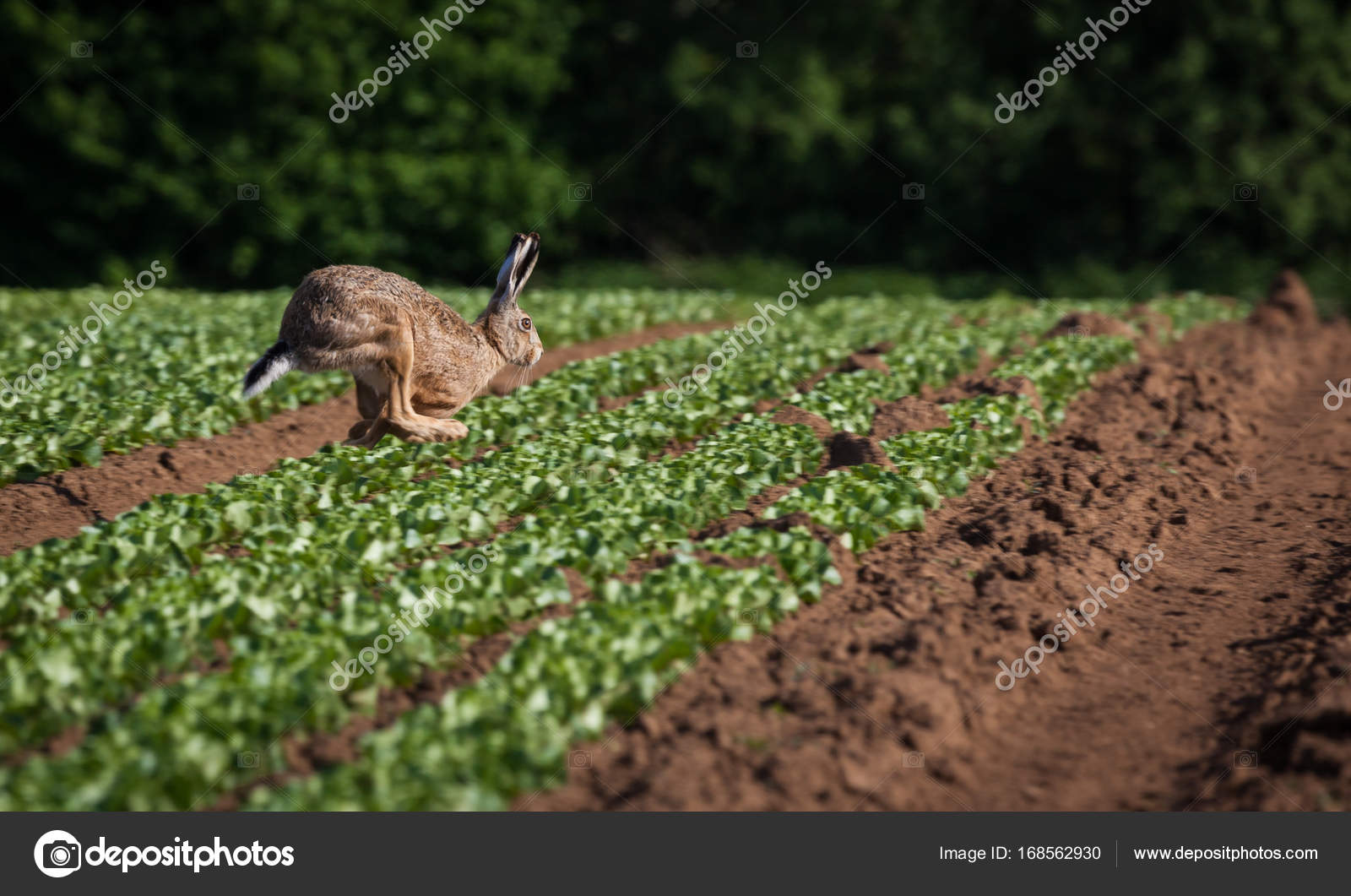 Dibujo De Liebre Corriendo