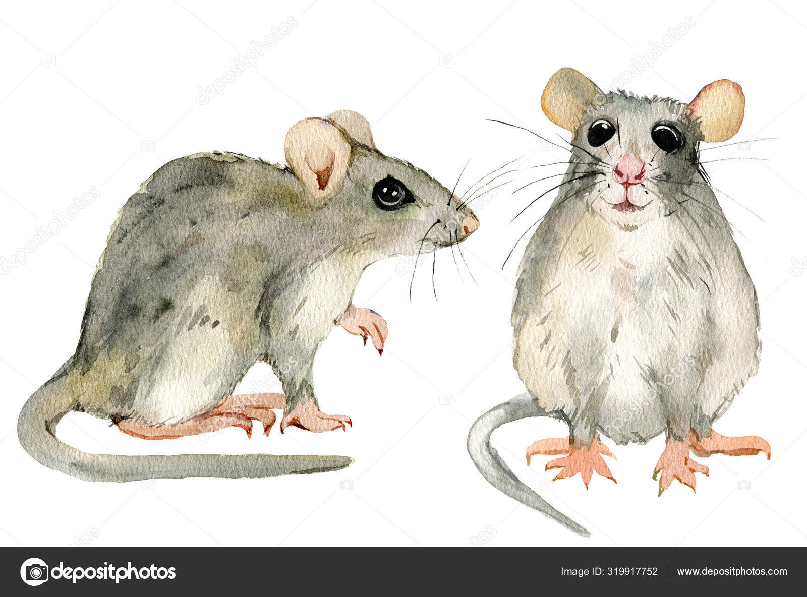 White Footed Mouse Drawing