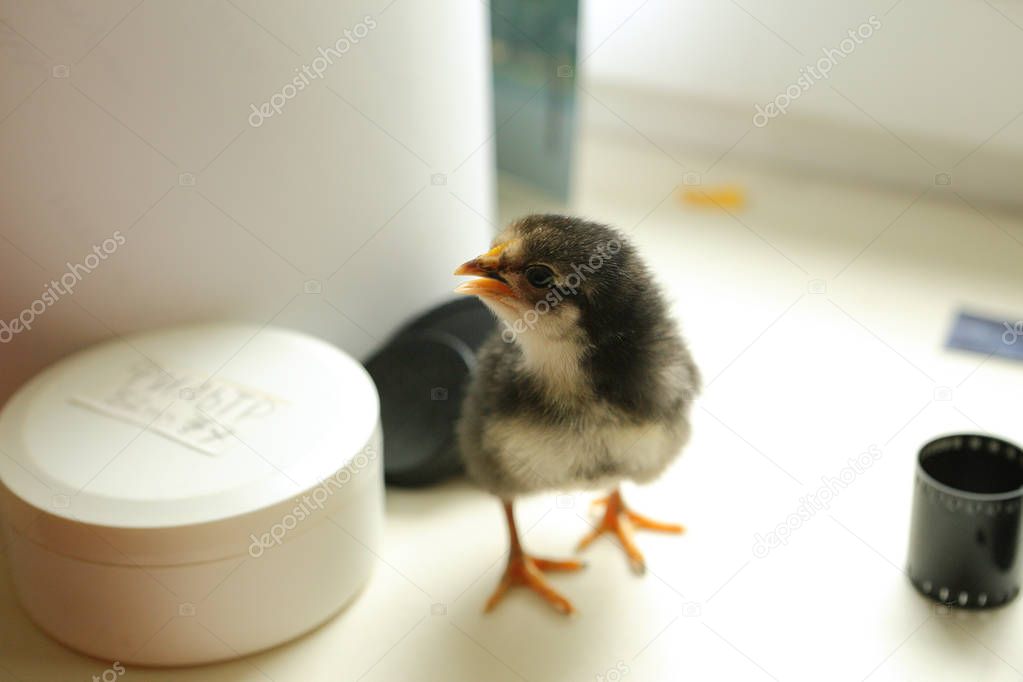 El pollo negro reci n nacido est de pie en el alf izar de la ventana y ...