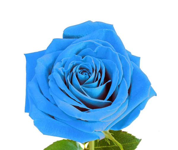 Beautiful blue rose head with water drops close up isolated on white ...
