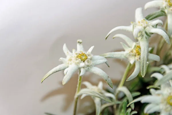 Edelweiss Stock Photos, Royalty Free Edelweiss Images | Depositphotos