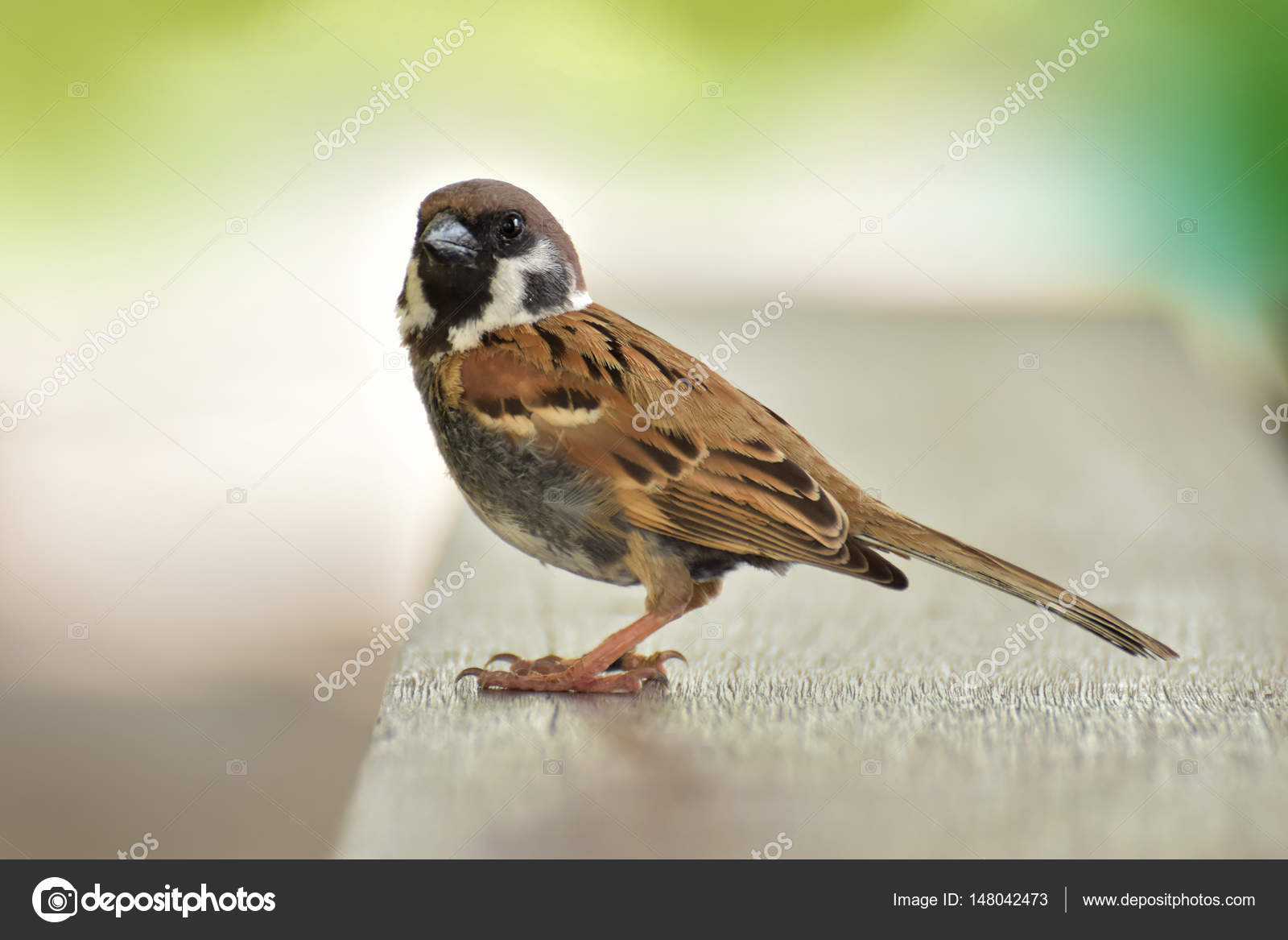Photo Sparrow Sitting On