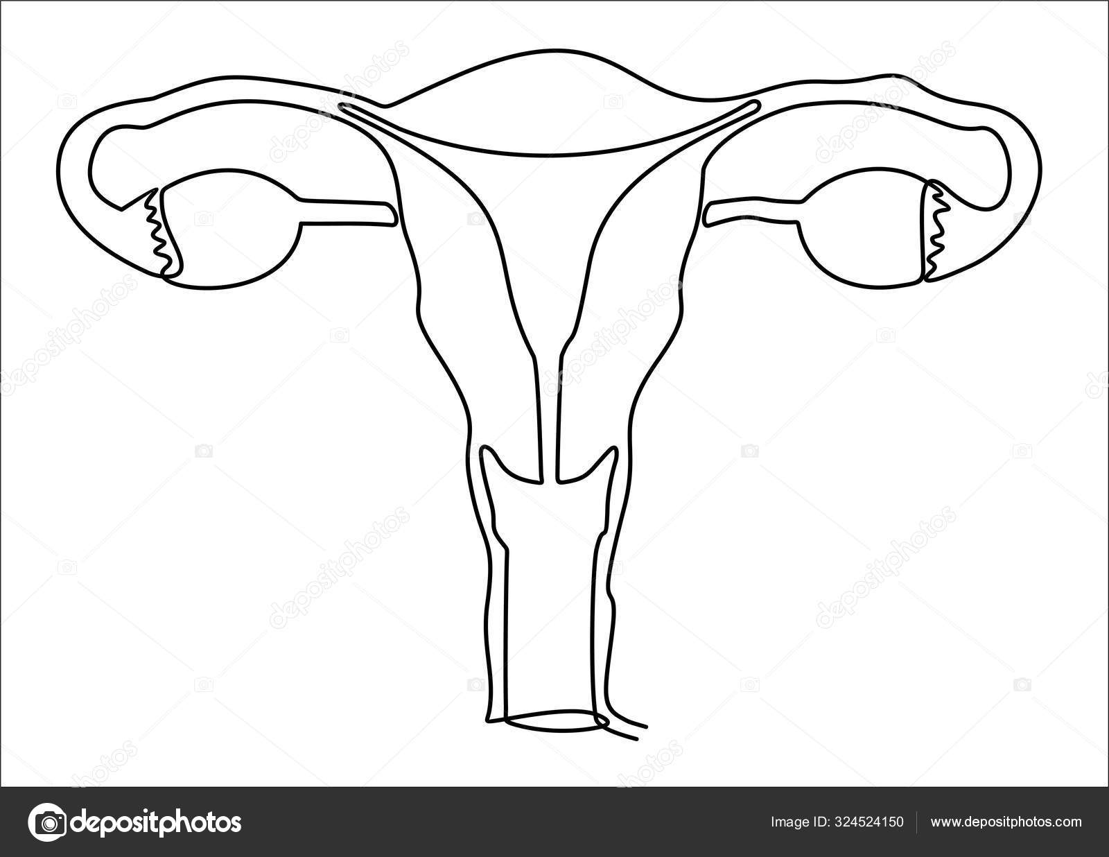 Dibujo Continuo Una Línea Ilustración Vectorial Del Sistema Reproductor