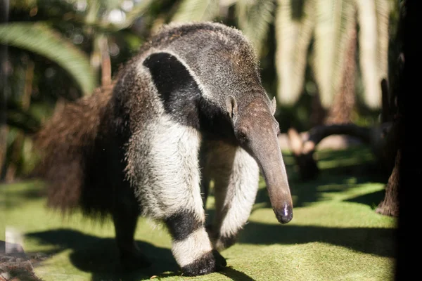 Female anteater Stock Photos, Royalty Free Female anteater Images ...