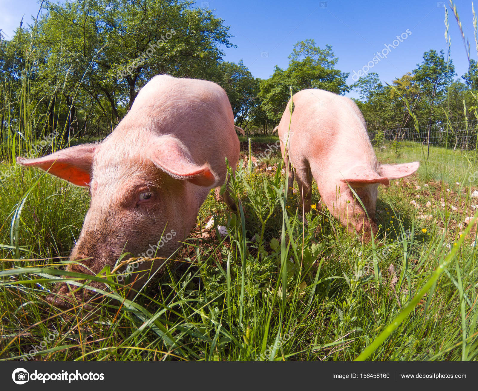 Free range pigs grazing Stock Photo by ©jrp_studio 156458160