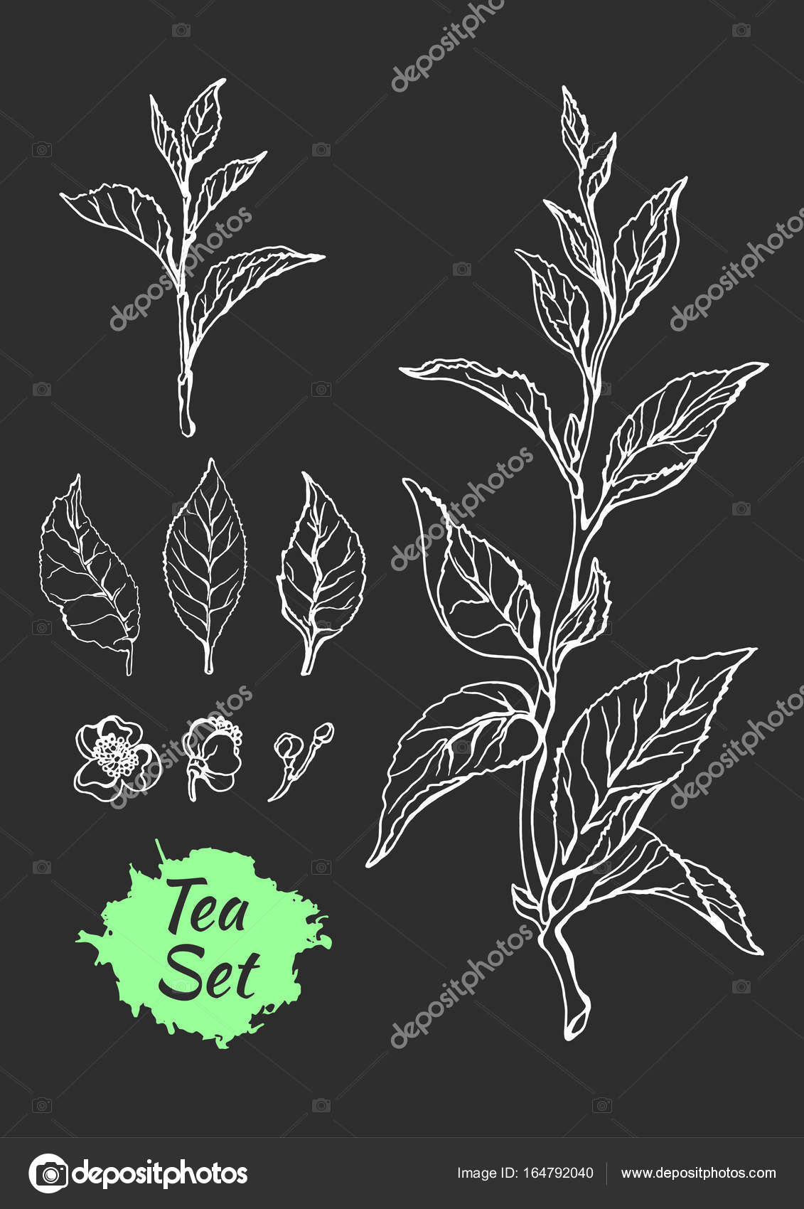 Set of tea bush branches with leaves. Vector Stock Vector by ©BatikArt ...