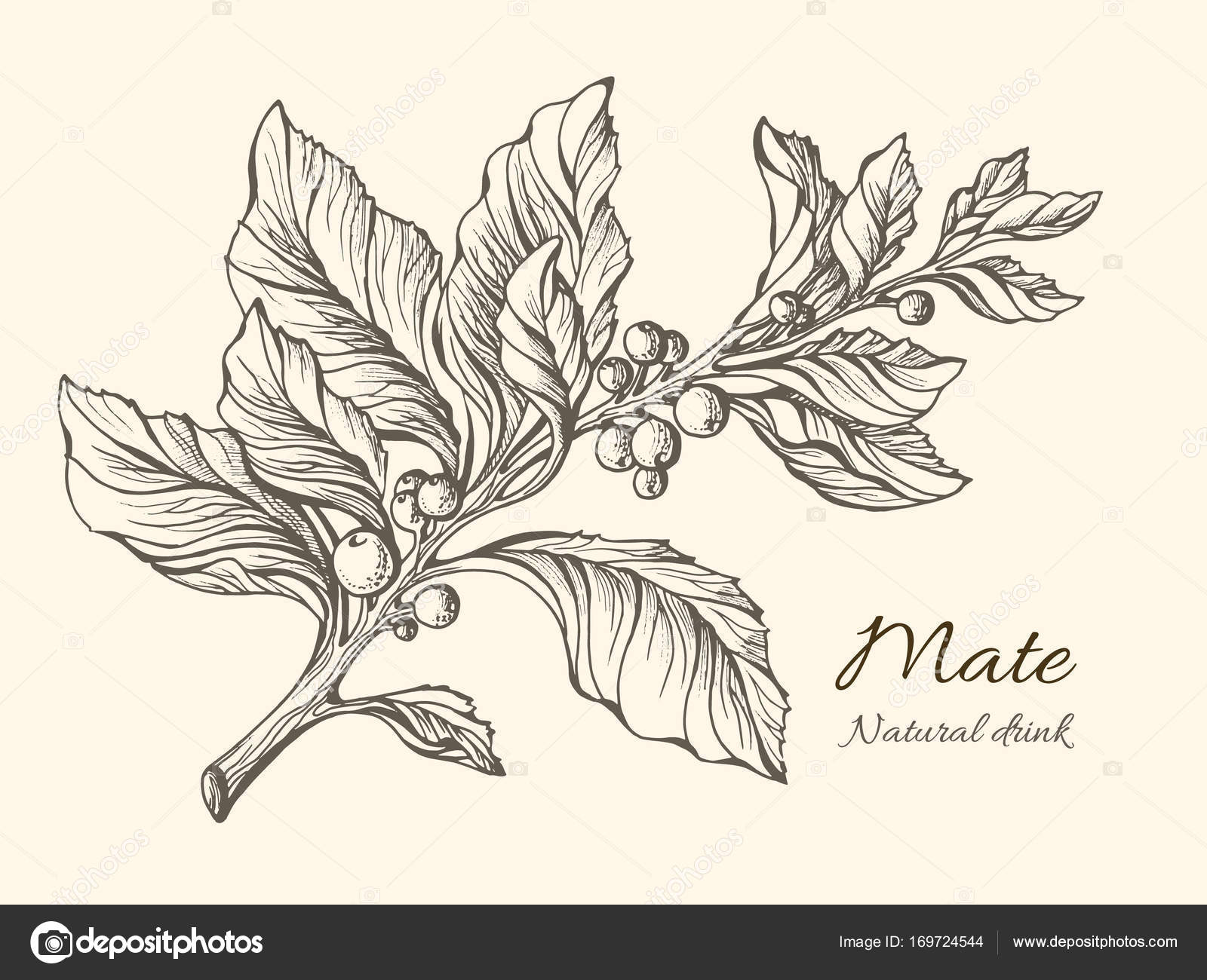 Realistic mate branch with leaves on white background. Vector Stock ...
