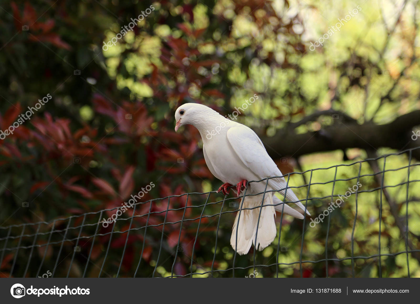 White dove resting on a wire mesh — Stock Photo © ChiccoDodiFC #131871688