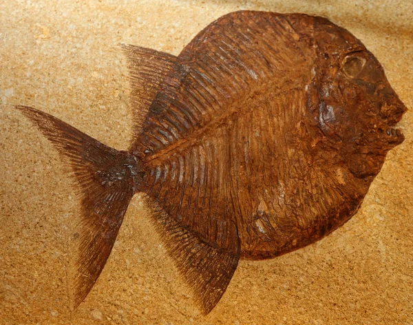 Old Mesozoic age fossil fish trapped in the rock — Stock Photo ...