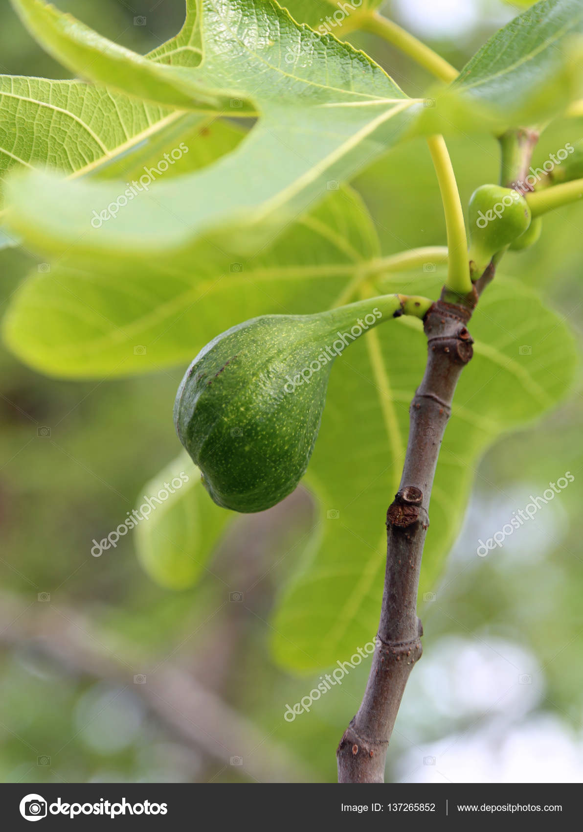 Fig on the tree fig with large green leaf — Stock Photo © ChiccoDodiFC ...