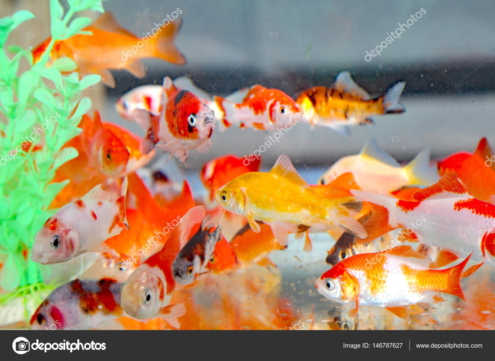 Pesci rossi nel negozio di animali dell'acquario - Foto Stock: Foto ...