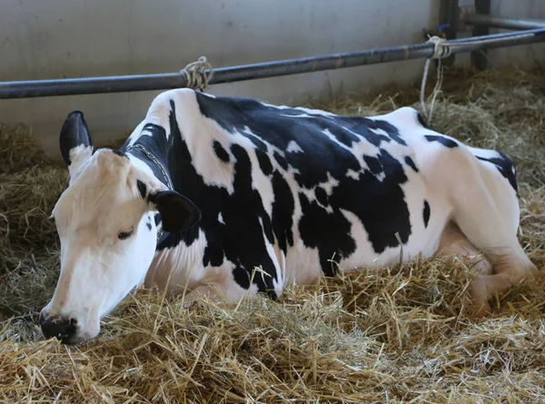 Fotos de Vaca deitada, Imagens de Vaca deitada sem royalties ...