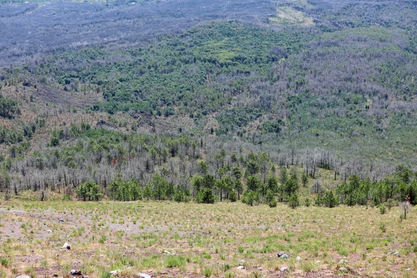 Bosque seco Stock Photos, Royalty Free Bosque seco Images | Depositphotos