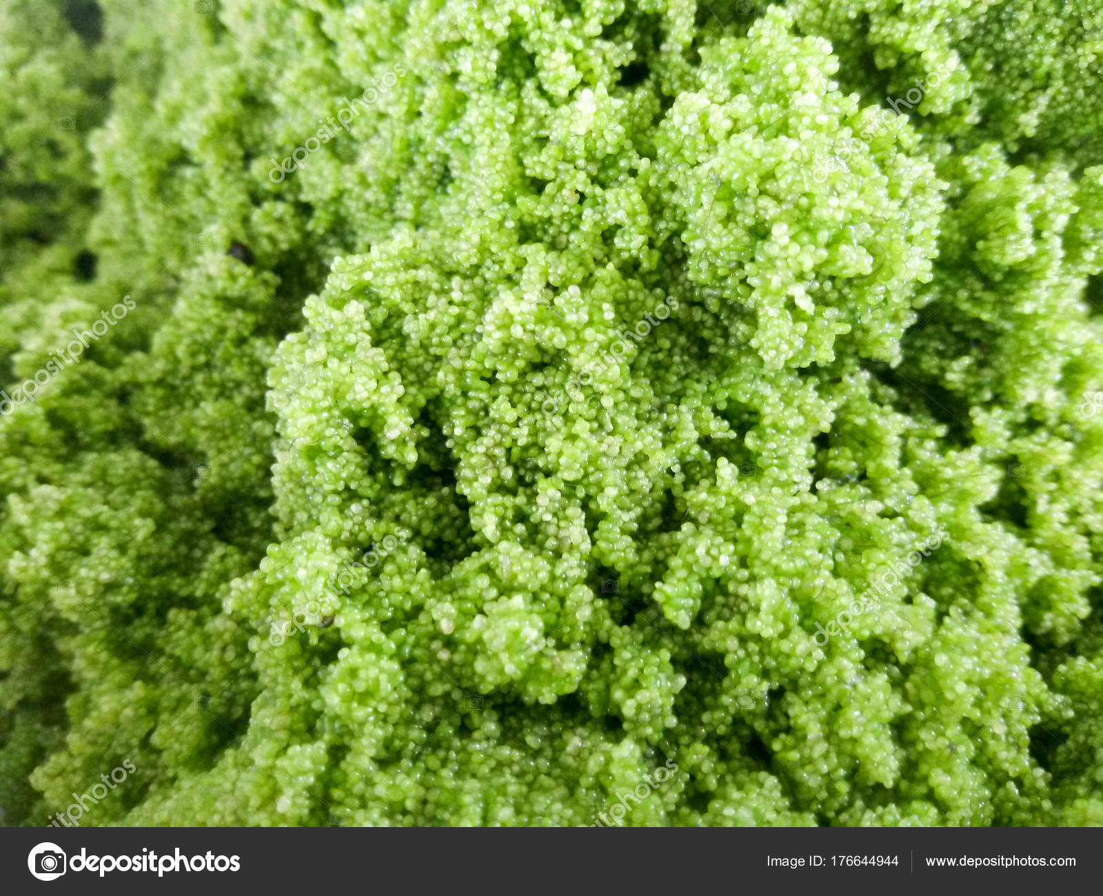 Wolffia Globosa Wolffia Globosa Fresh Water Alga Water Meal Swamp ...