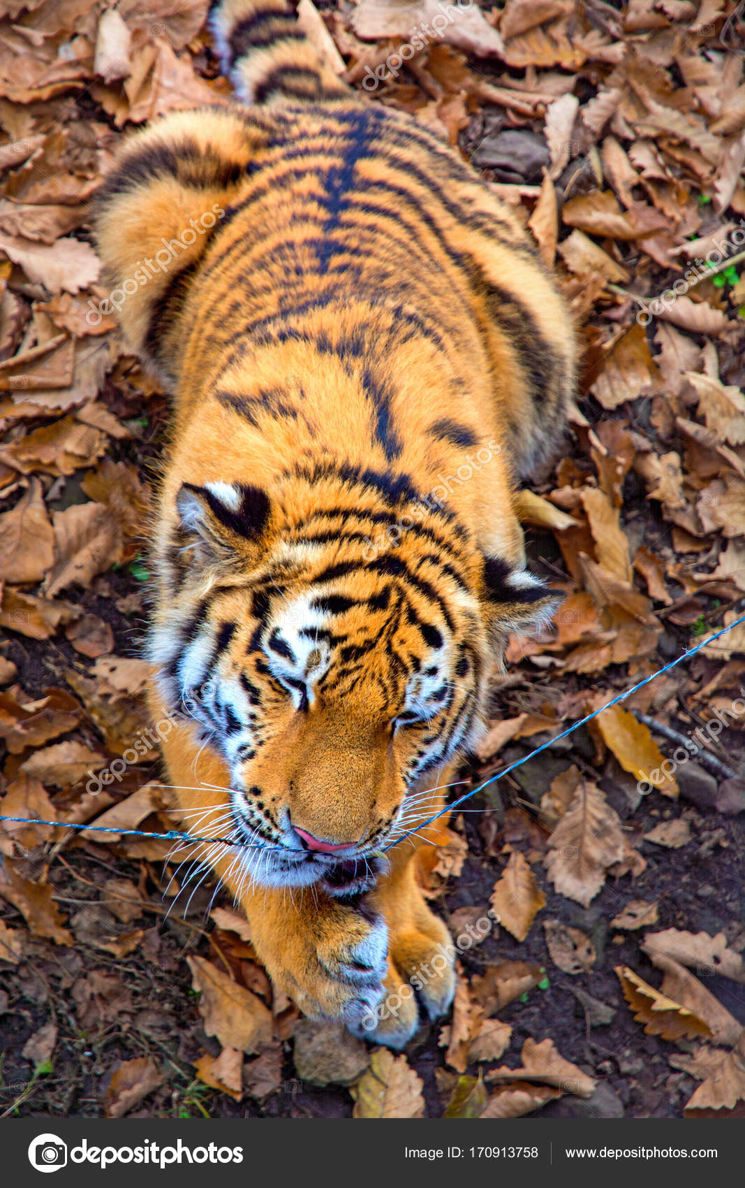 El Tigre Predator Beautiful Sunda Tiger | Species | WWF