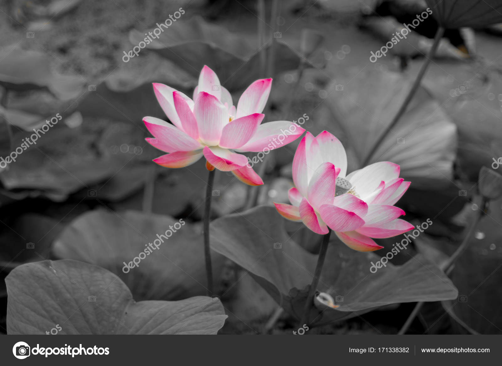 Large lotus flowers. bright pink buds of lotus flower floating in the ...