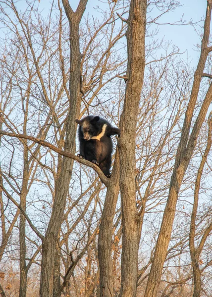 bear cubs play in a tree, climbed high on the branches and a cute bite ...
