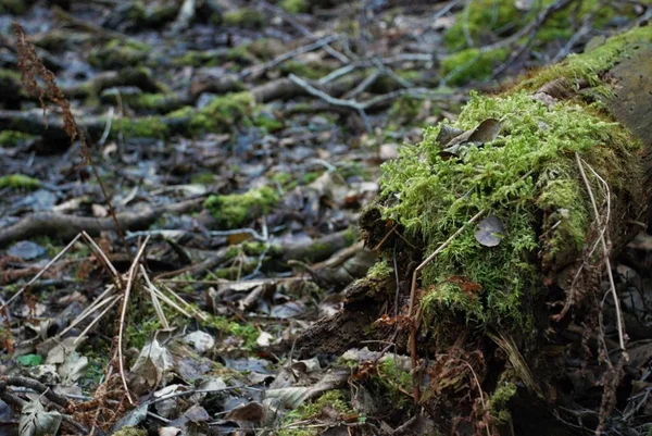 Sous bois forestier Stock Photos, Royalty Free Sous bois forestier Images | Depositphotos