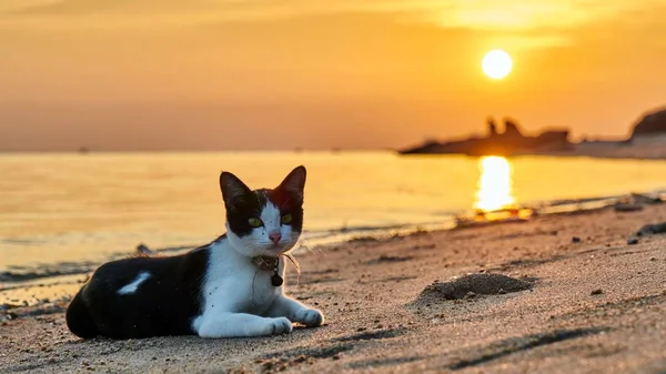 Cat on the beach — Stock Photo © Sokolova #1021412
