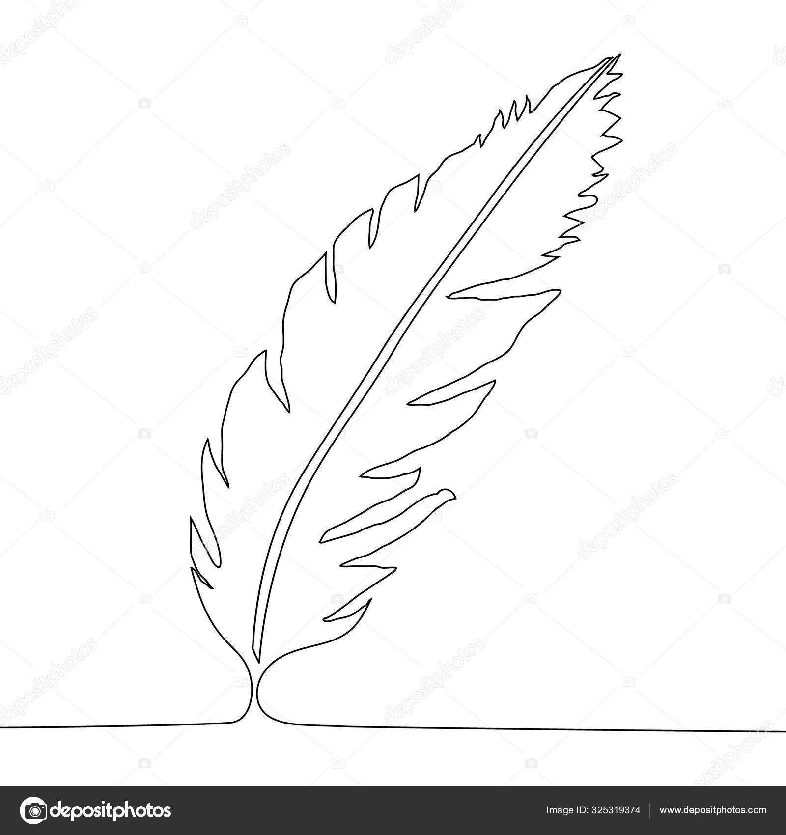 Quill Line Drawing