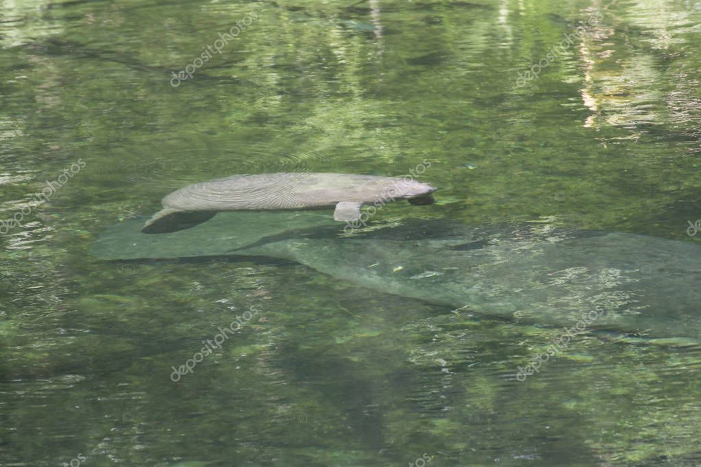 Manatee in the inlet — Stock Photo © timothyoleary #129824206