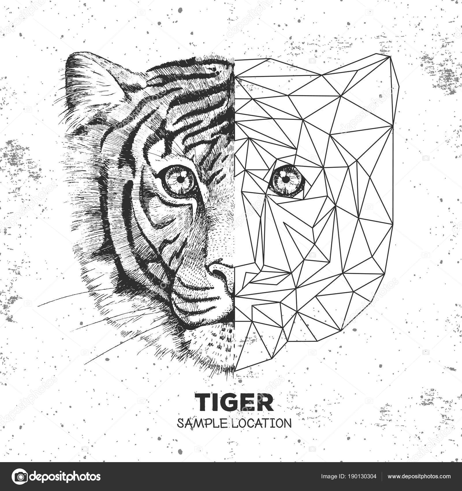 Geometric Tiger Drawing