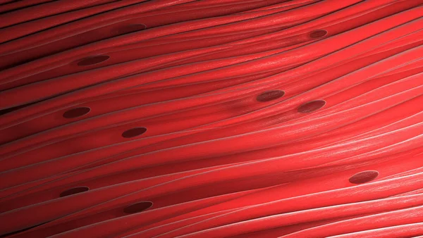 Smooth muscle Stock Photos, Royalty Free Smooth muscle Images ...