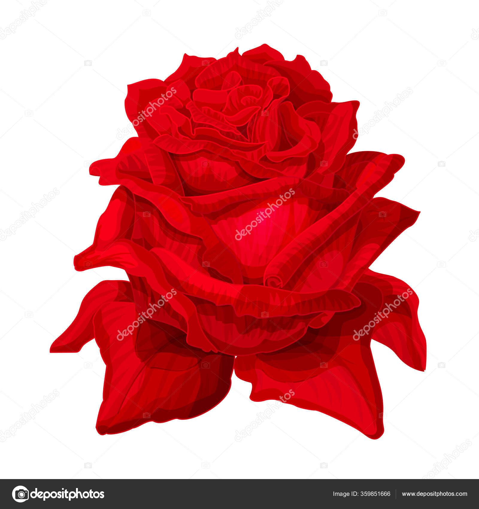 Vector Rose Flower Clip Art White Isolated Background Stock Vector by ...