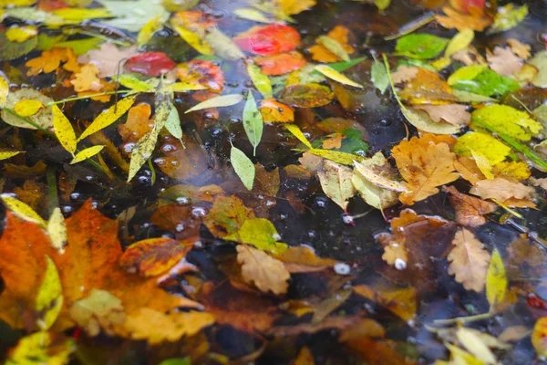 Autumn leaves water Stock Photos, Royalty Free Autumn leaves water ...