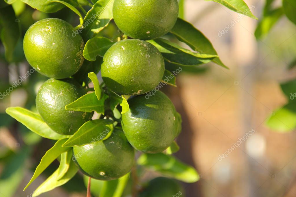 El fruto de la lima en una rama 2023