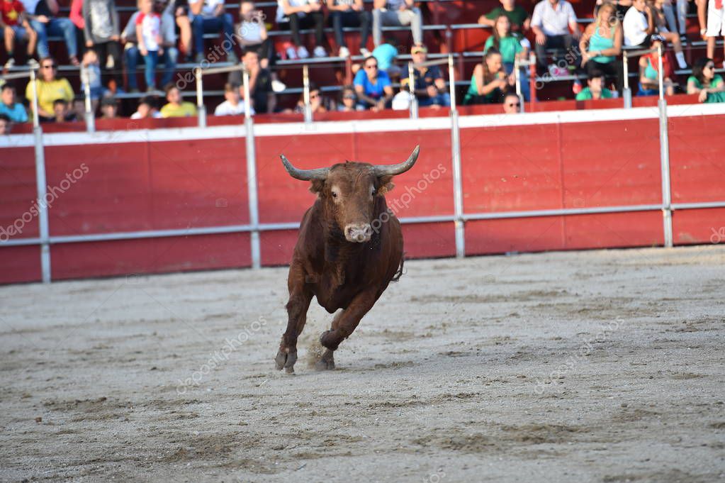 un toro valiente español con cuernos grandes corriendo en una plaza de ...