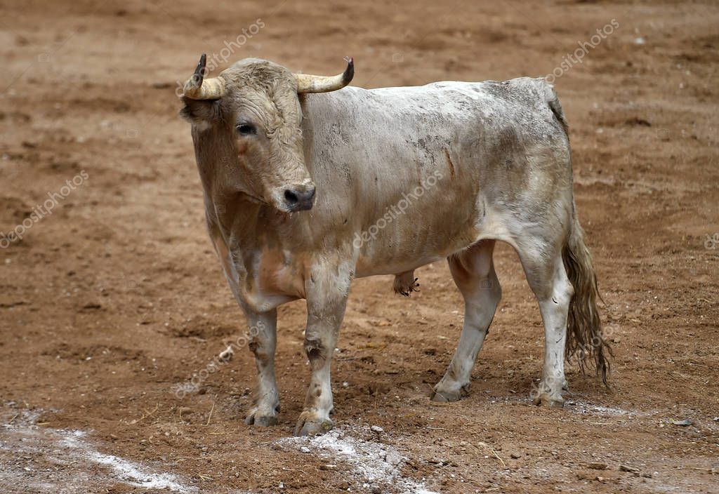 un toro furioso con cuernos grandes en la plaza de toros española 2023