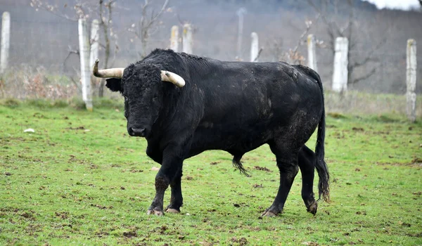 Granja Stock Photos, Royalty Free Granja Images | Depositphotos