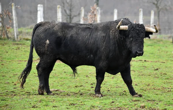 Gaucho de argentina Stock Photos, Royalty Free Gaucho de argentina ...
