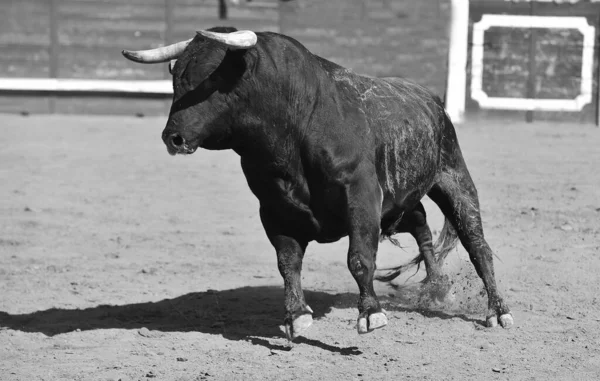 Toro semental fotos de stock, imágenes de Toro semental sin royalties ...