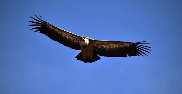 Condor Stock Photos, Royalty Free Condor Images | Depositphotos