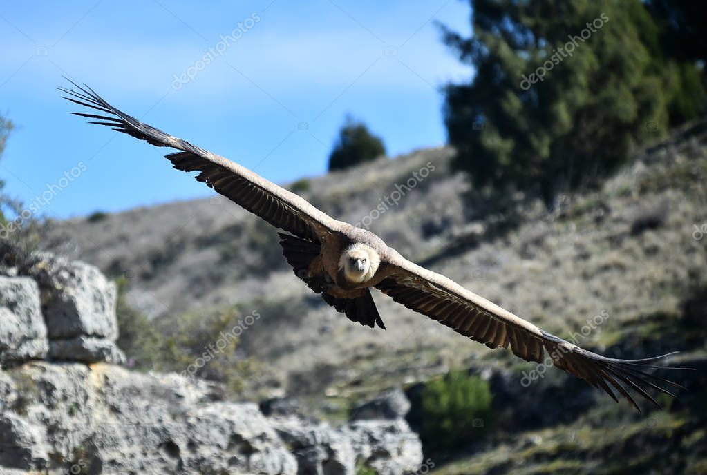 un gran buitre volando en el parque natural español 2024