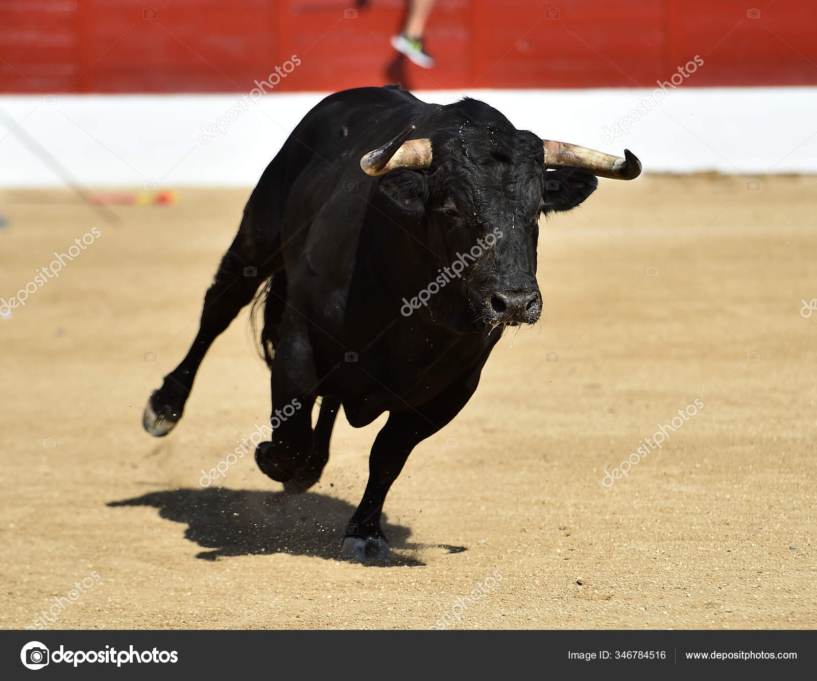 Touro Preto Espanhol Com Grandes Chifres Show Tradicional Tourada ...