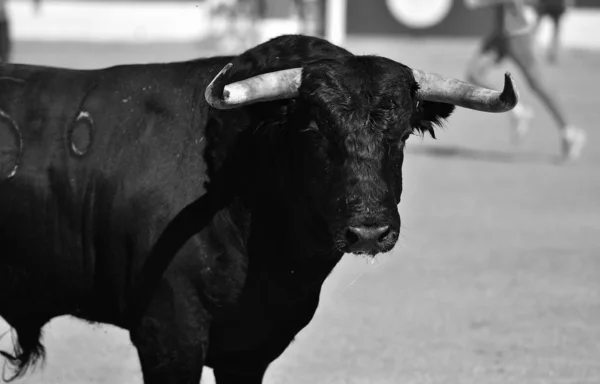 Fotos de Touros nelore, Imagens de Touros nelore sem royalties ...