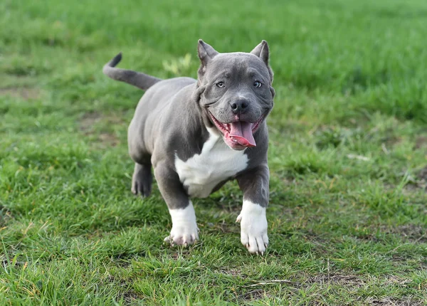 Blue Nose Bully Pitbull