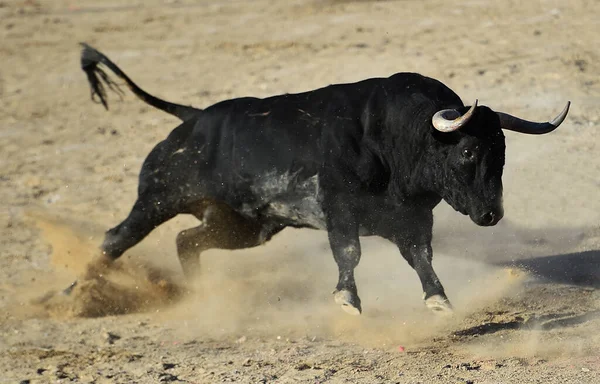 Bataille du taureau images libres de droit, photos de Bataille du ...