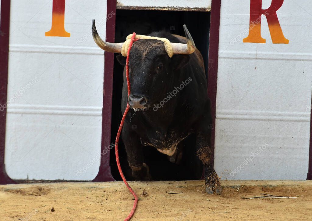 el toro fuerte español en una plaza de toros durante el espectáculo de ...