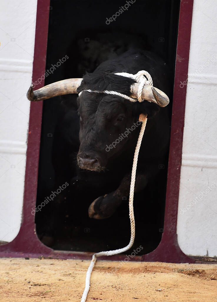 el toro fuerte español en una plaza de toros durante el espectáculo de ...