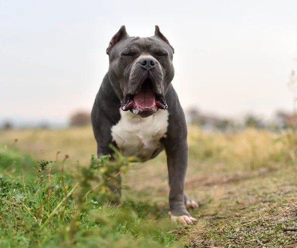 Buff Blue Nose Pitbull